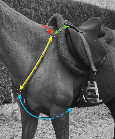 Choisir la taille de son collier de chasse | Haizum